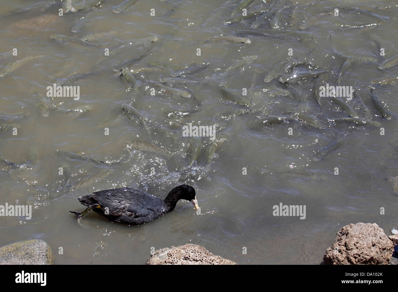 Waterfowl wading with shoal of fish Stock Photo - Alamy