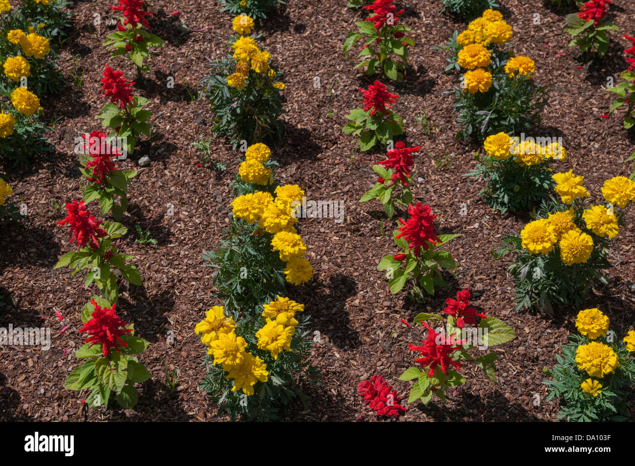 flowers yellow and red in the garden Stock Photo - Alamy