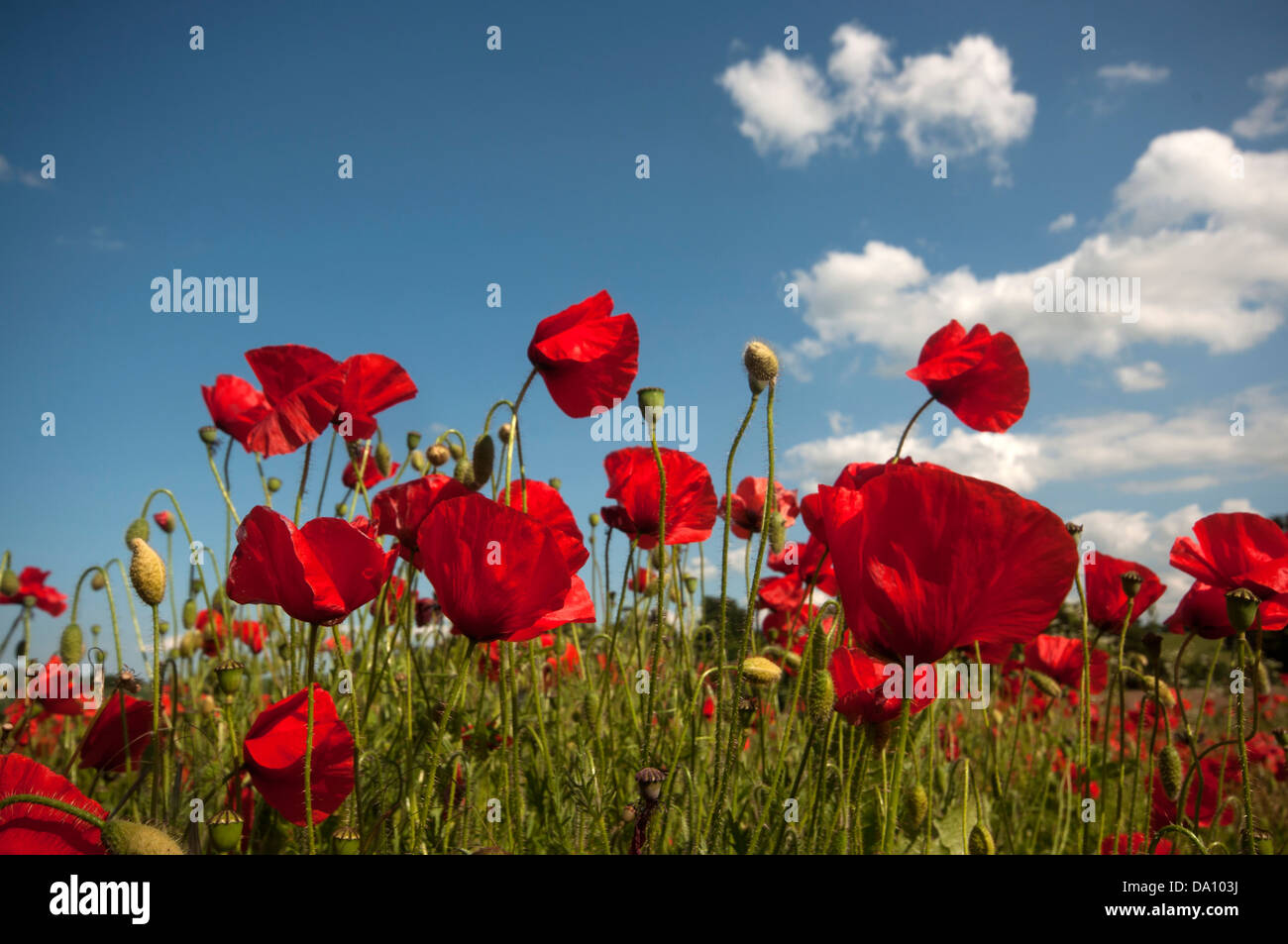 poppy field countryside image Kent field of Poppies Stock Photo - Alamy