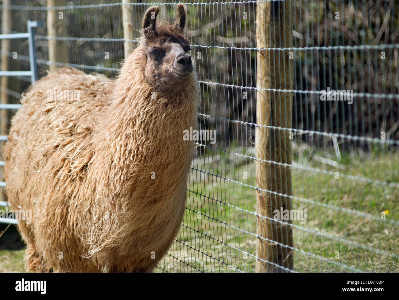 Llama field hi-res stock photography and images - Alamy