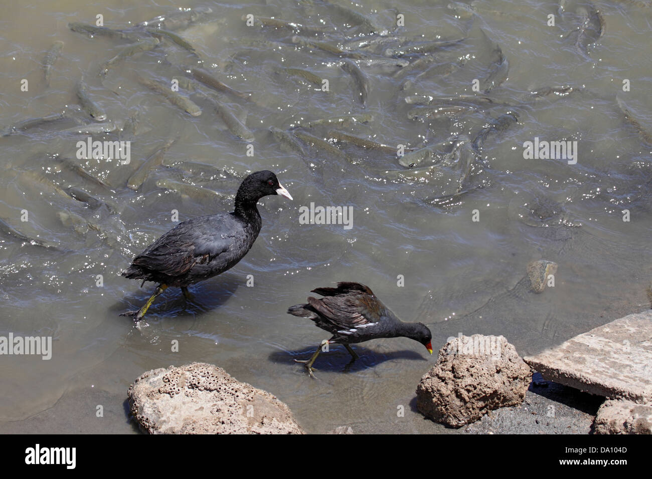 Waterfowl wading with shoal of fish Stock Photo - Alamy