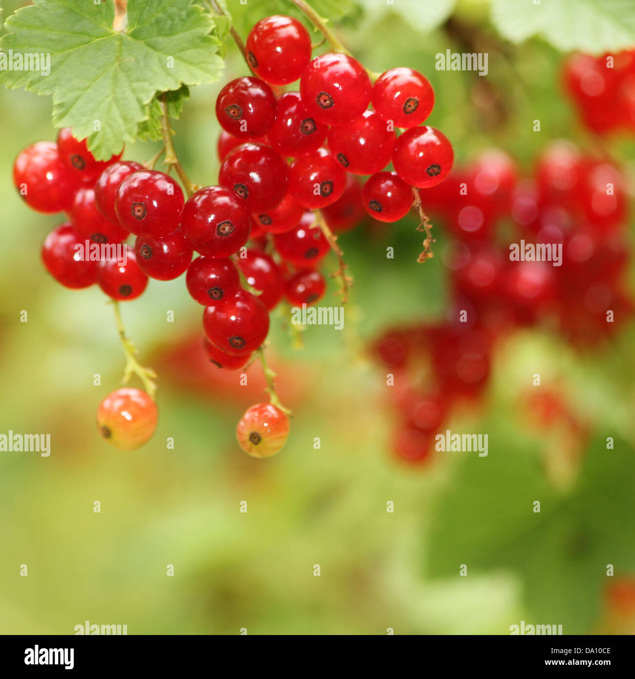 Red Currants Cluster High Resolution Stock Photography and Images - Alamy