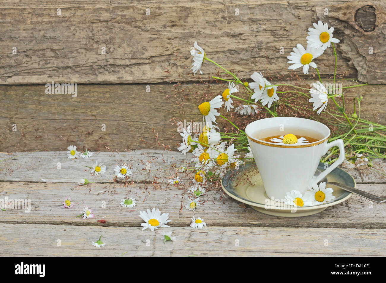 Chamomile tea plant hi-res stock photography and images - Alamy