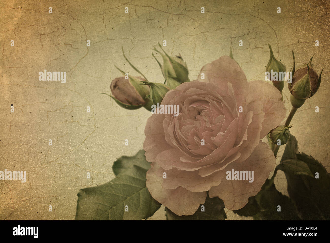 Retro vintage roses hi-res stock photography and images - Alamy