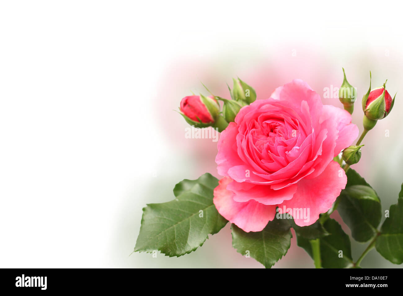 flower of pink roses on white background Stock Photo - Alamy