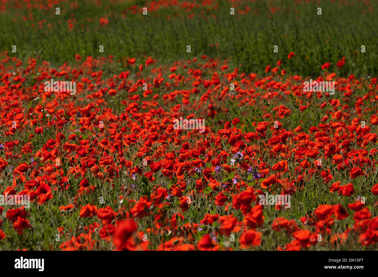 poppy field countryside image Kent field of Poppies Stock Photo - Alamy
