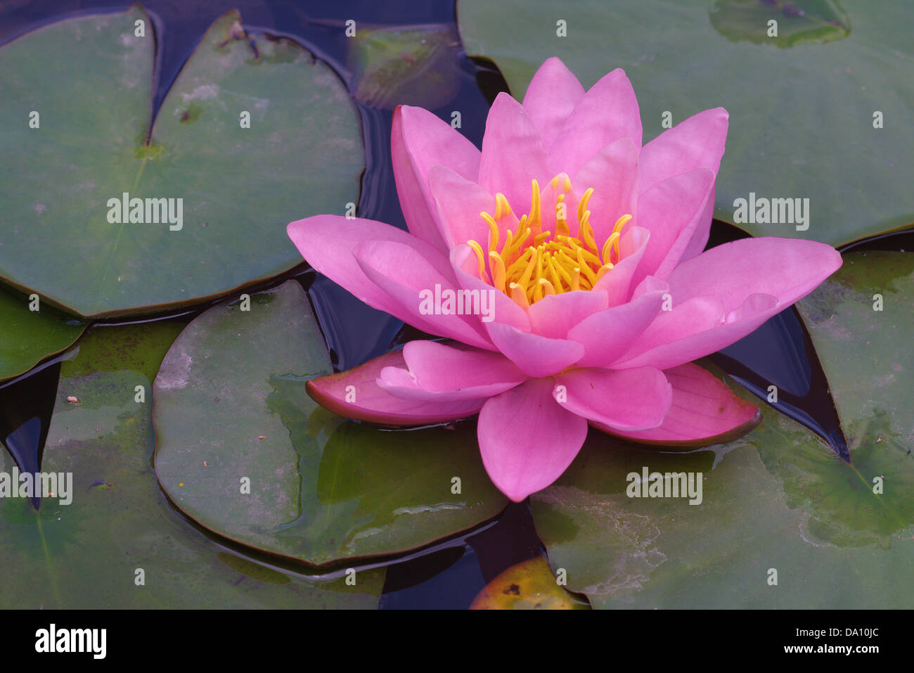 Pink water lily Nymphea fragile delicate beauty Stock Photo - Alamy
