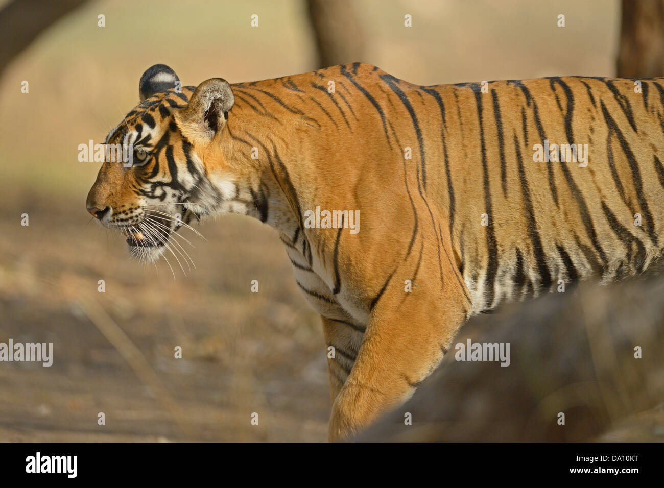 Wild tiger in Ranthambore tiger reserve Stock Photo - Alamy