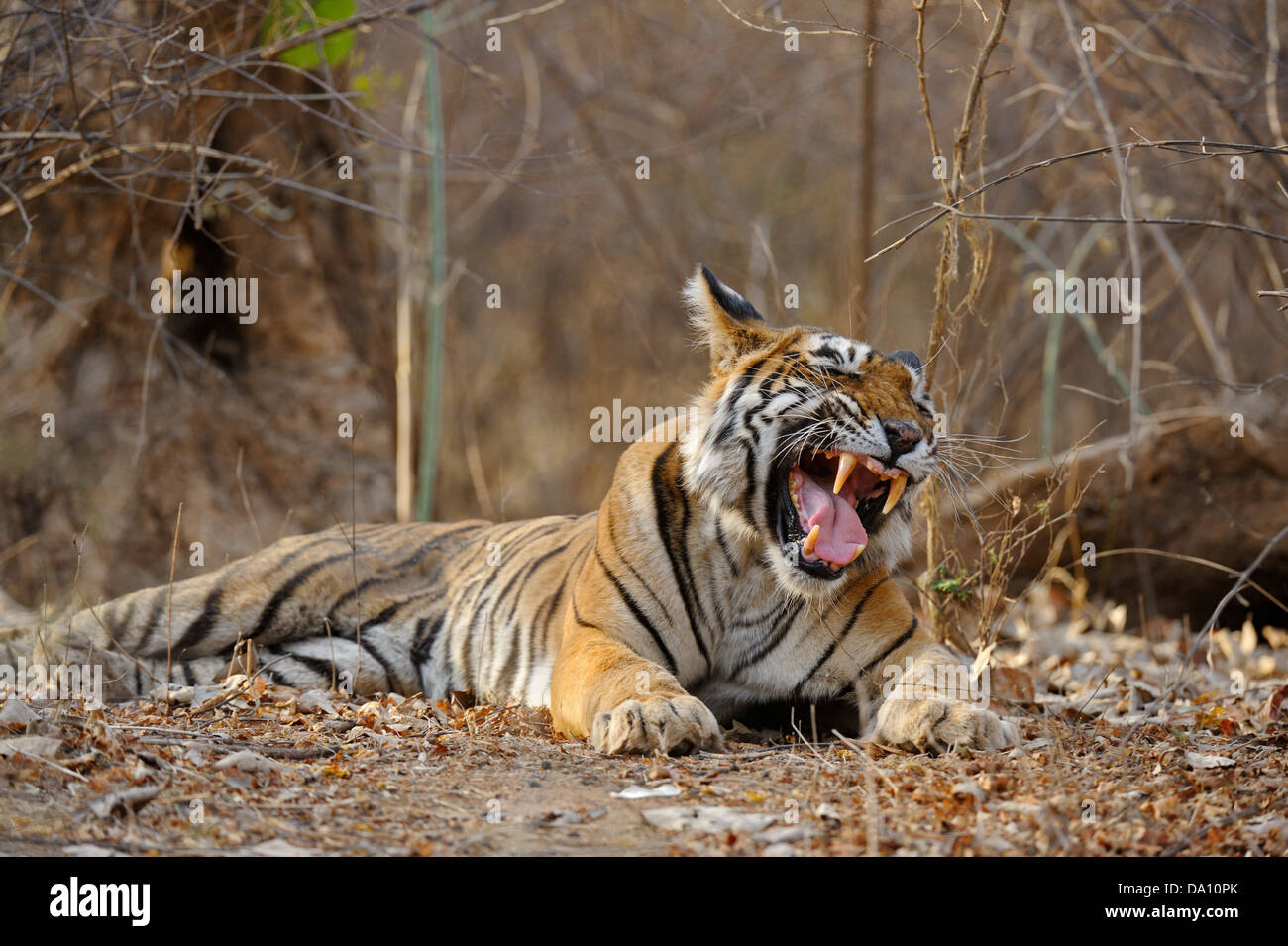 Wild tiger in Ranthambore tiger reserve Stock Photo - Alamy