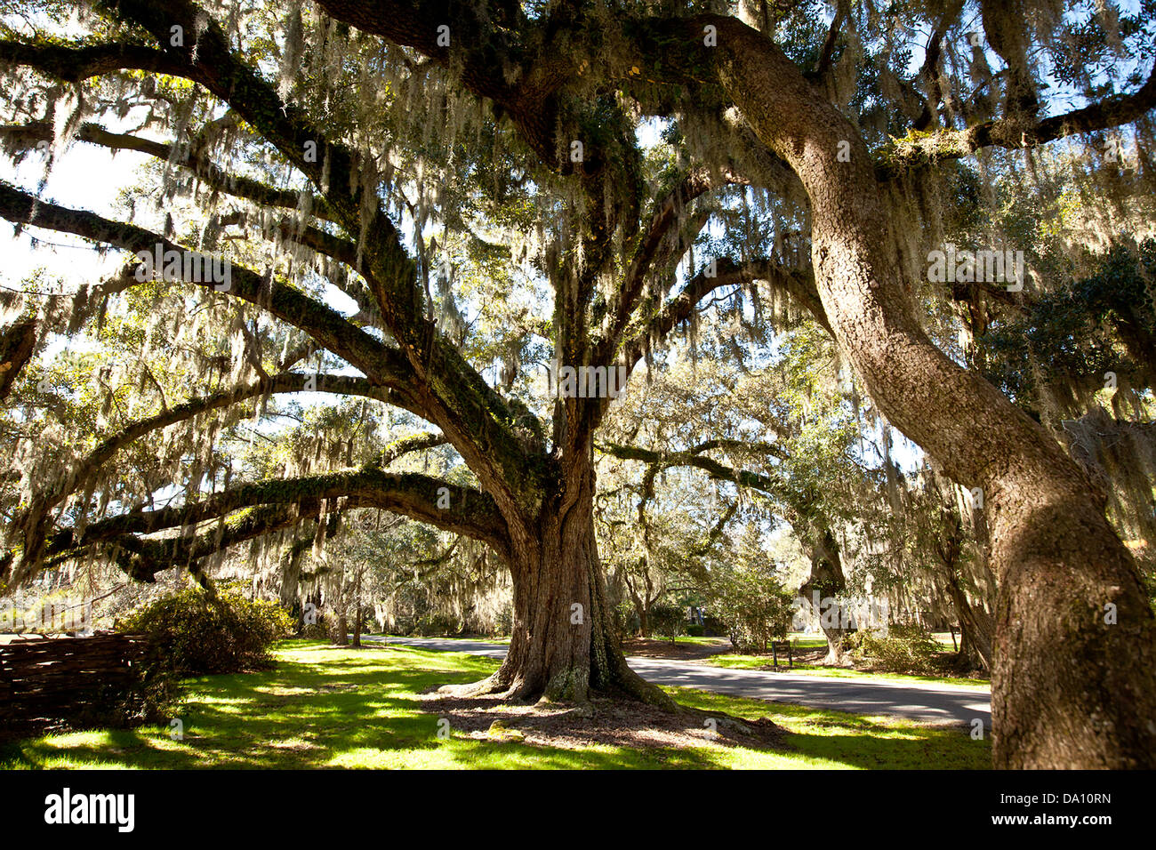 Live oak trees at Magnolia Plantation Charleston, SC Stock Photo - Alamy