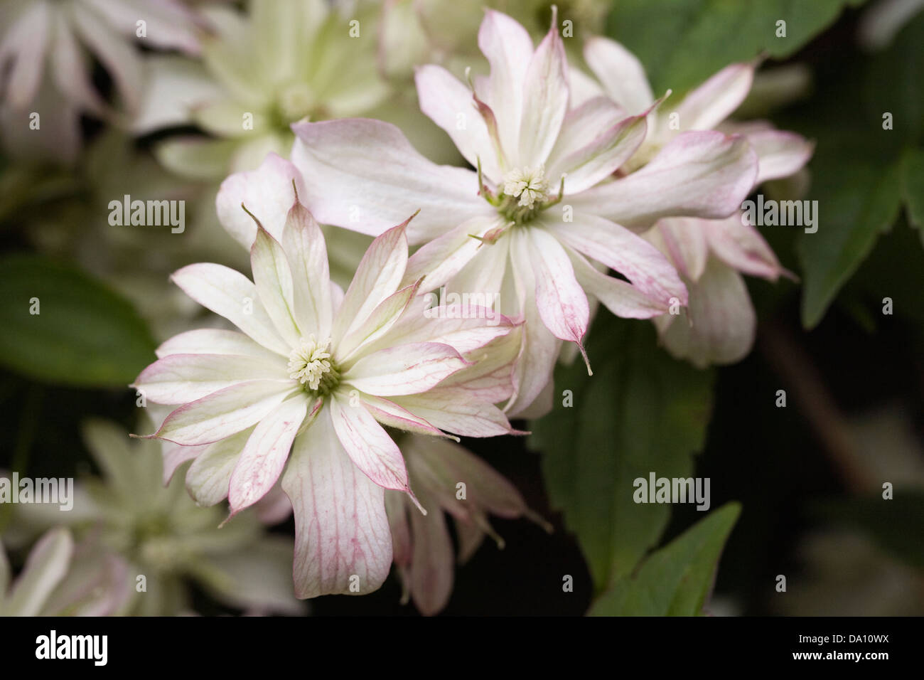 Clematis montana 'Marjorie' growing in an English garden Stock Photo ...