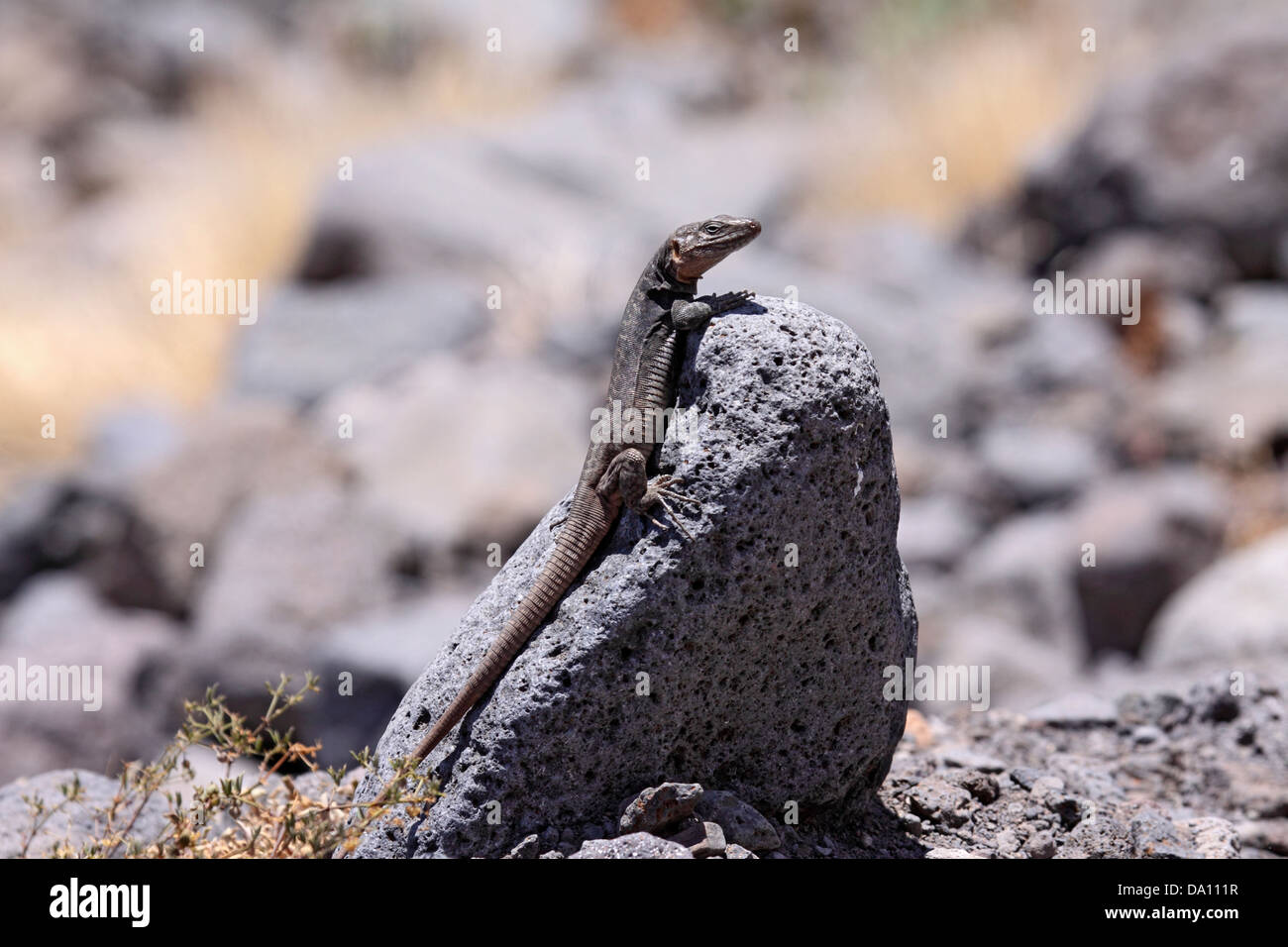 Gran Canaria Giant lizard basking on rock Stock Photo - Alamy