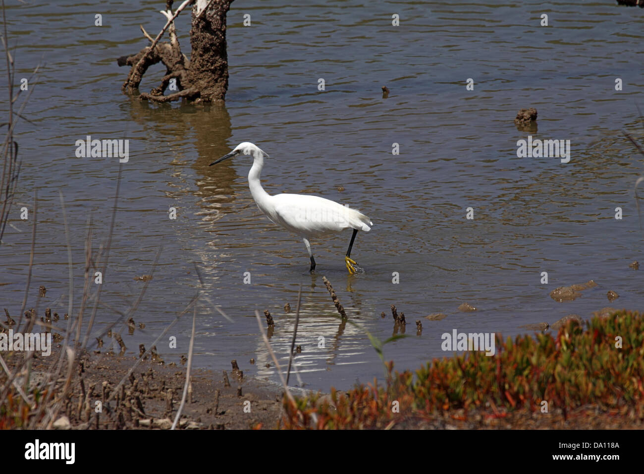 Little egret wading showing yellow feet Stock Photo - Alamy