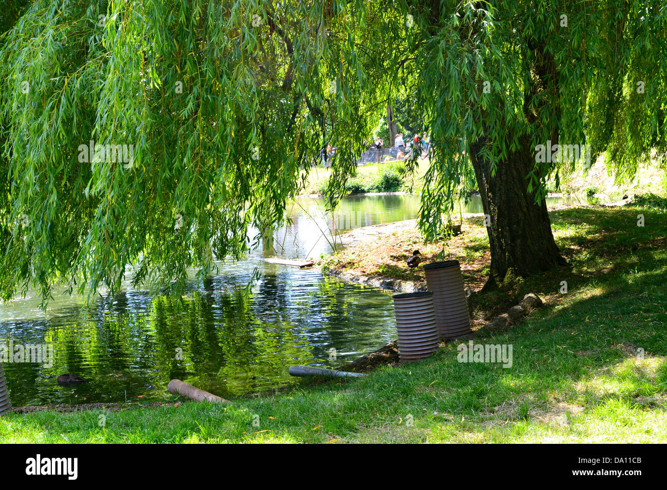tree in a river Stock Photo - Alamy