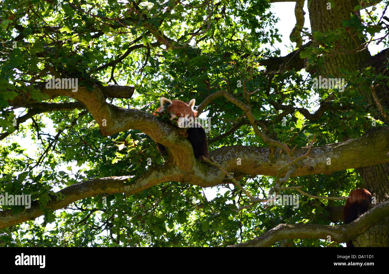 red panda in tree Stock Photo - Alamy