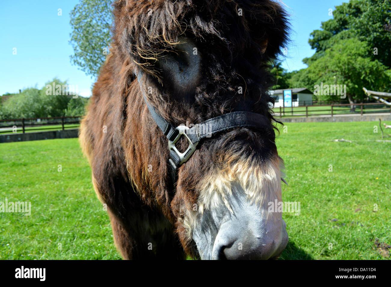 close up of a donkey Stock Photo - Alamy