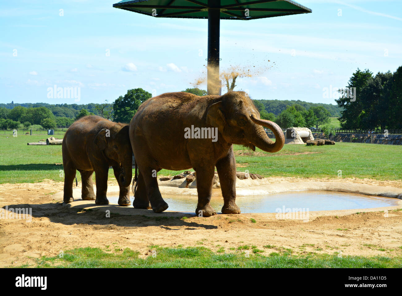 elephant throwing mud Stock Photo - Alamy