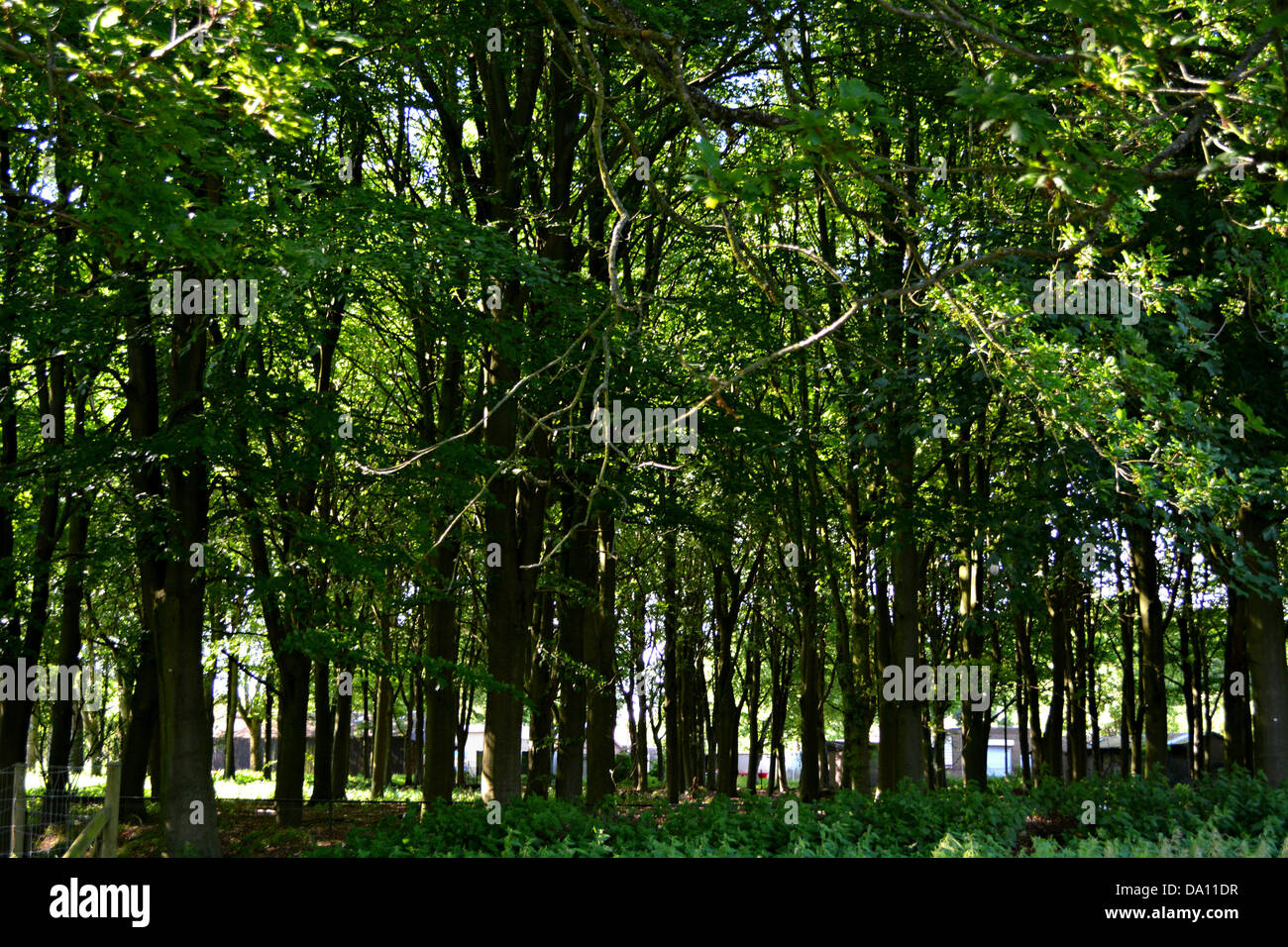 Forrest and trees hi-res stock photography and images - Alamy