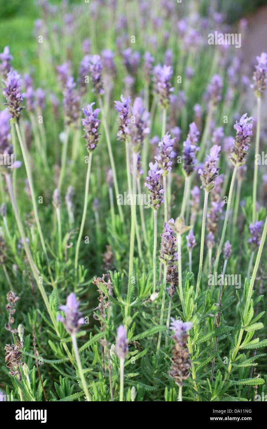 Closeup view of lavender flowers Stock Photo - Alamy