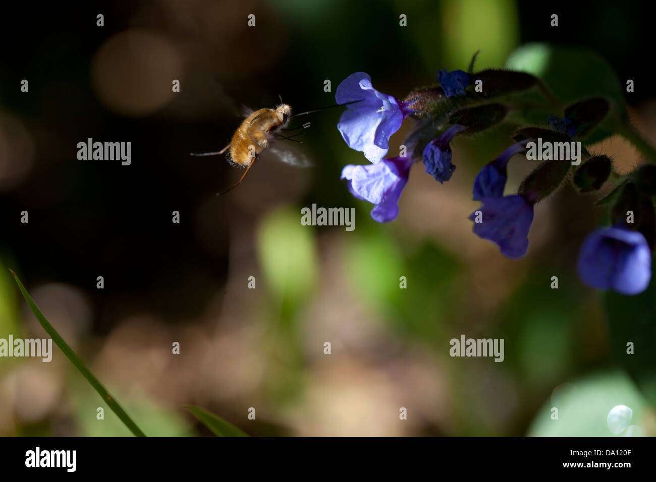 UK Bee Fly Stock Photo - Alamy