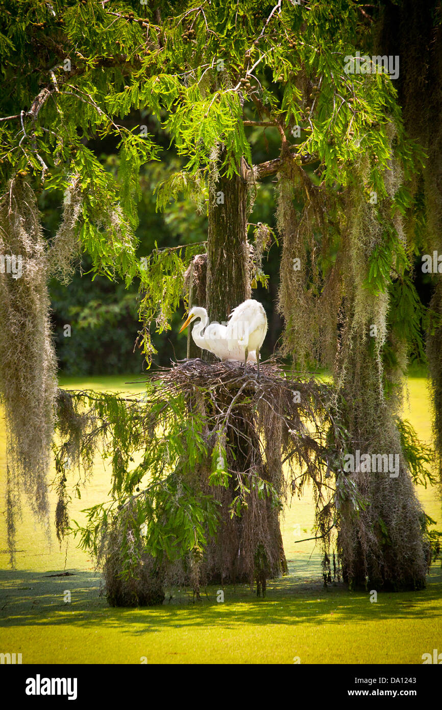A white heron nests in swamp cypress trees in the Magnolia Plantation ...