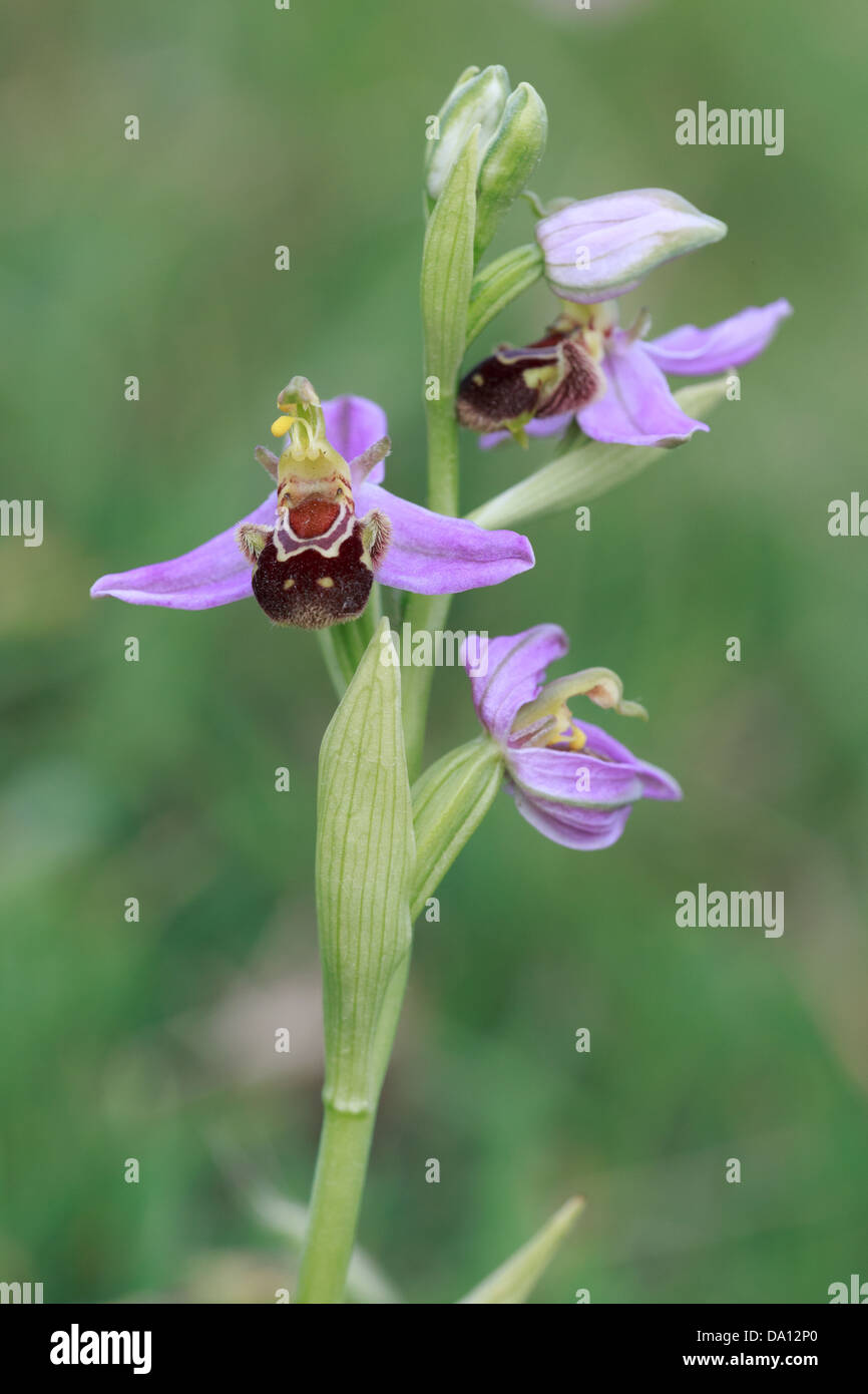 Bee Orchid (Ophrys apifera) on Collard Hill Stock Photo - Alamy