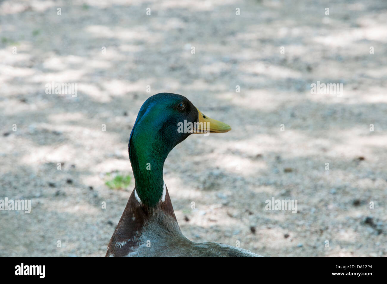 Green neck duck hi-res stock photography and images - Alamy