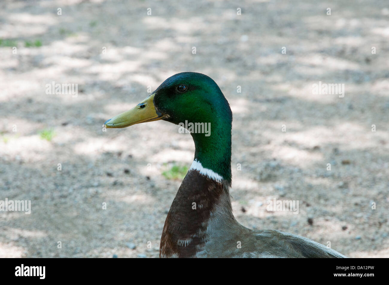 Green neck duck hi-res stock photography and images - Alamy