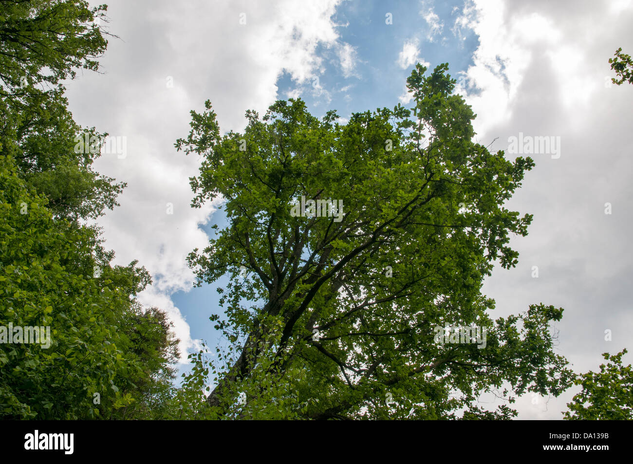 Big tree with blue sky and clouds Stock Photo - Alamy