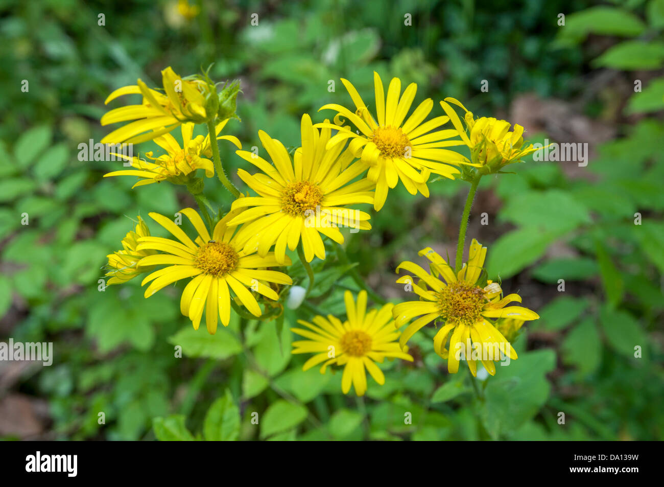 Yellow wild flowers in the forest Stock Photo - Alamy