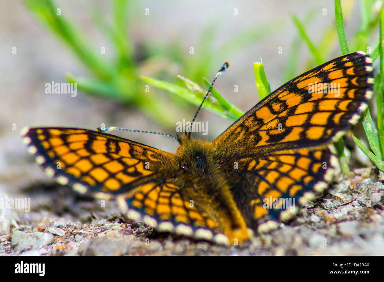 Silverspot silverspot hi-res stock photography and images - Alamy