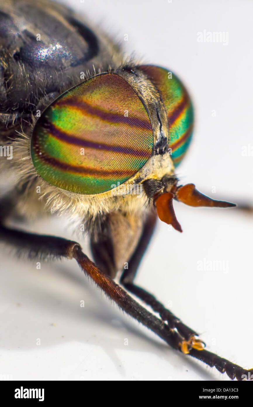Portrait of a Horse-fly Stock Photo - Alamy