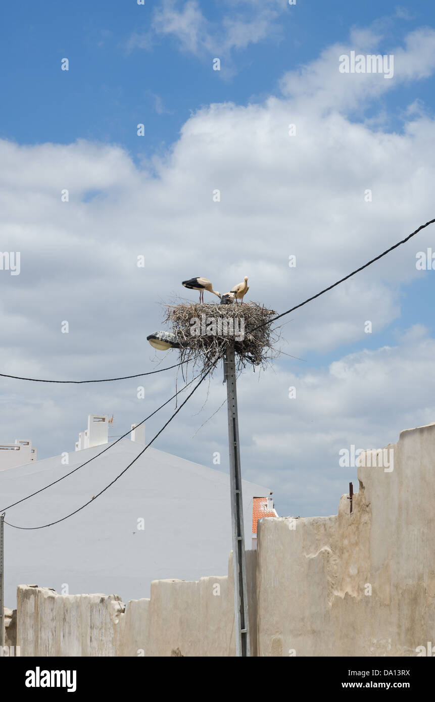 Storks nesting in Faro Stock Photo - Alamy