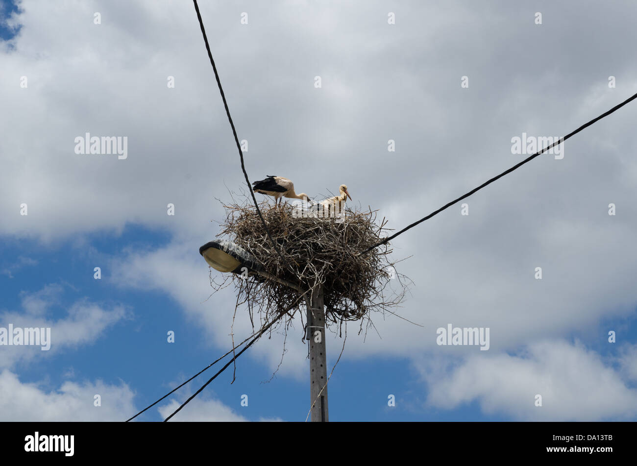 Storks nesting in Faro Stock Photo - Alamy