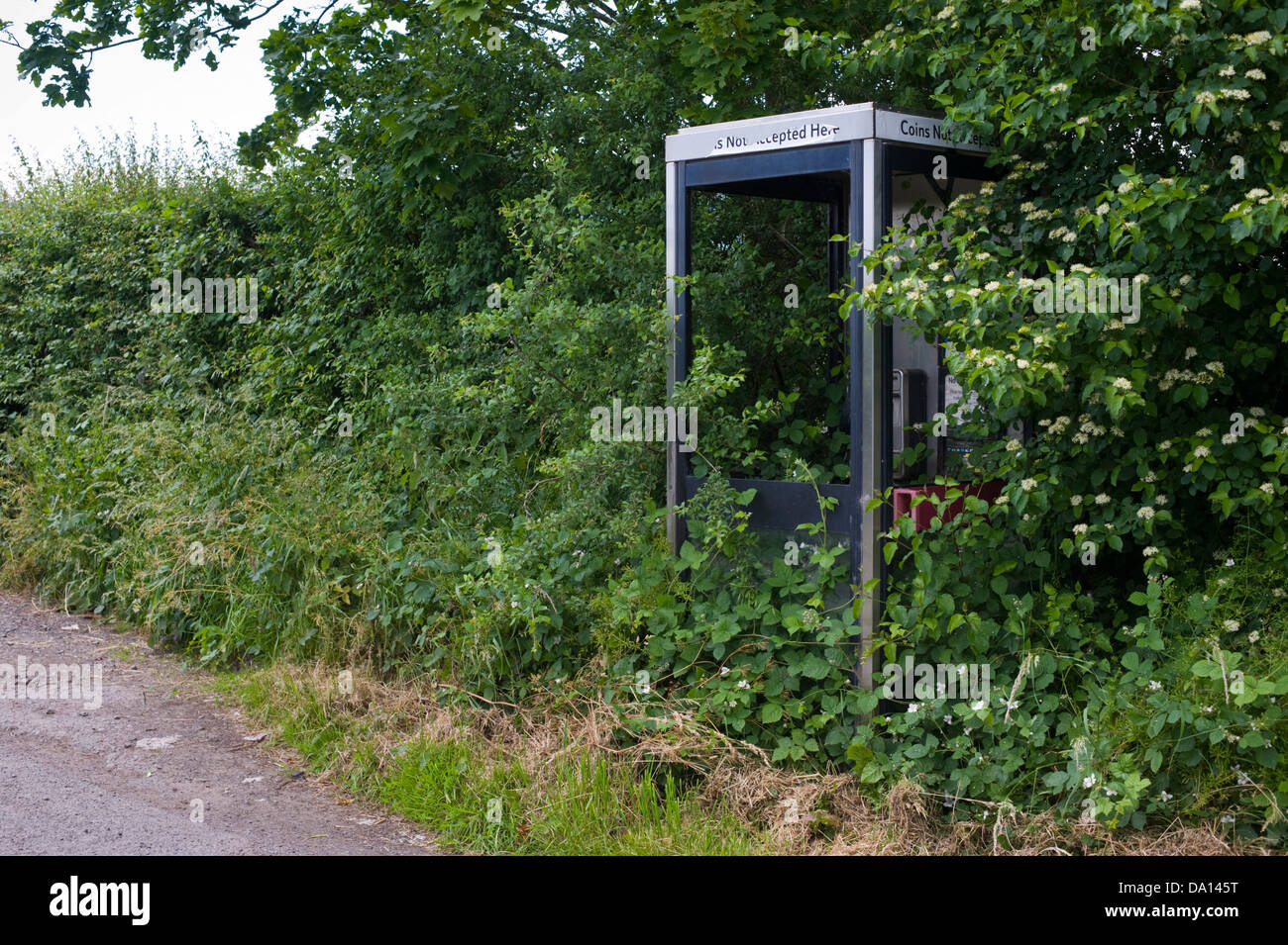 Overgrown rural BT telephone box on roadside in Herefordshire ...