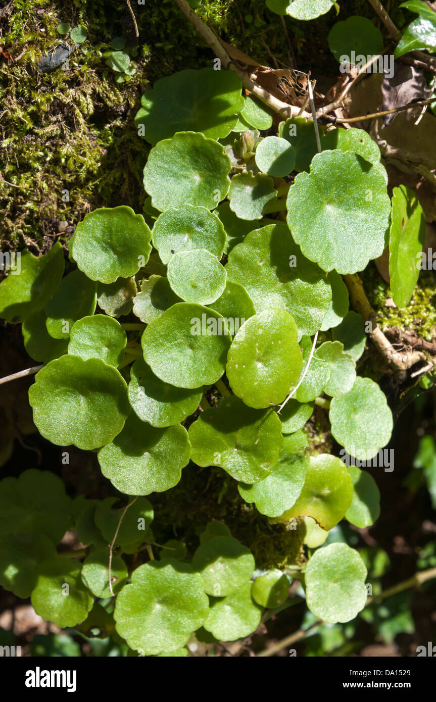 Umbilicus pendulinus hi-res stock photography and images - Alamy