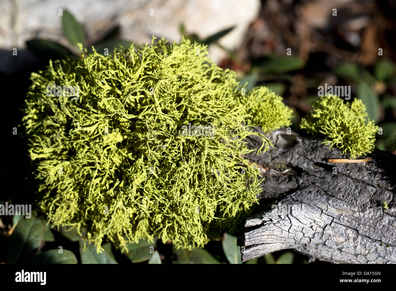 Californian redwood log hi-res stock photography and images - Alamy