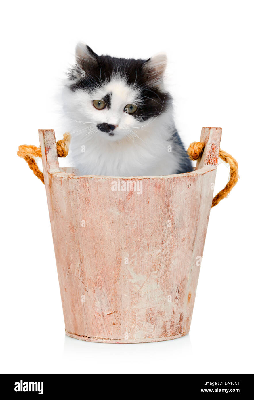 Kitten in wooden bucket on white background Stock Photo - Alamy