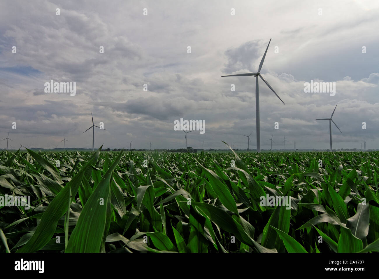 Wind turbines hover over a corn field Stock Photo - Alamy