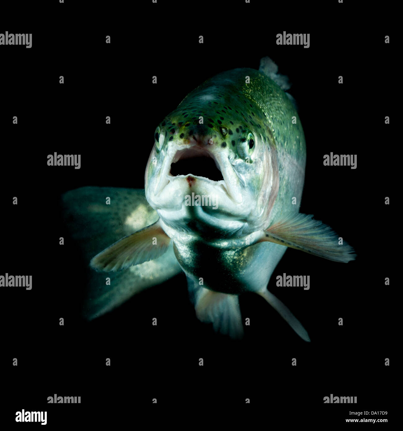 Live Trout Underwater Studio Shot Stock Photo - Alamy