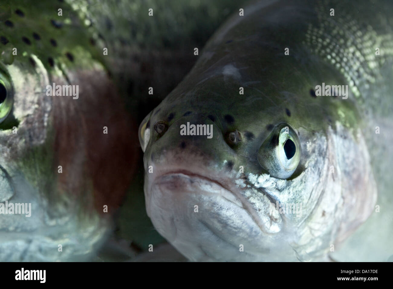 Adult Female Trout Fish Head Shot Stock Photo - Alamy
