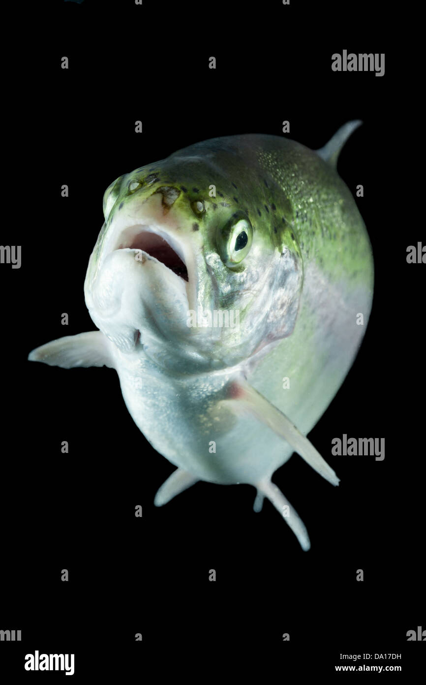 Black spotted trout hi-res stock photography and images - Alamy