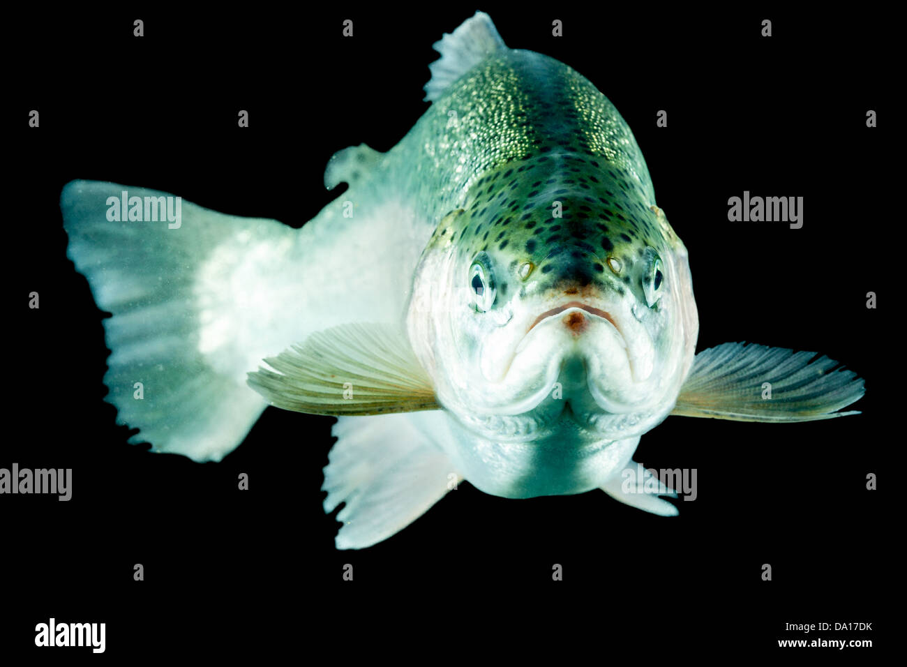 Adult Trout Fish Isolated On Black Stock Photo - Alamy
