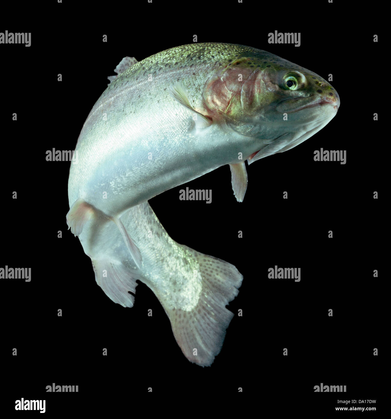 Adult Trout Fish Isolated On Black Stock Photo - Alamy