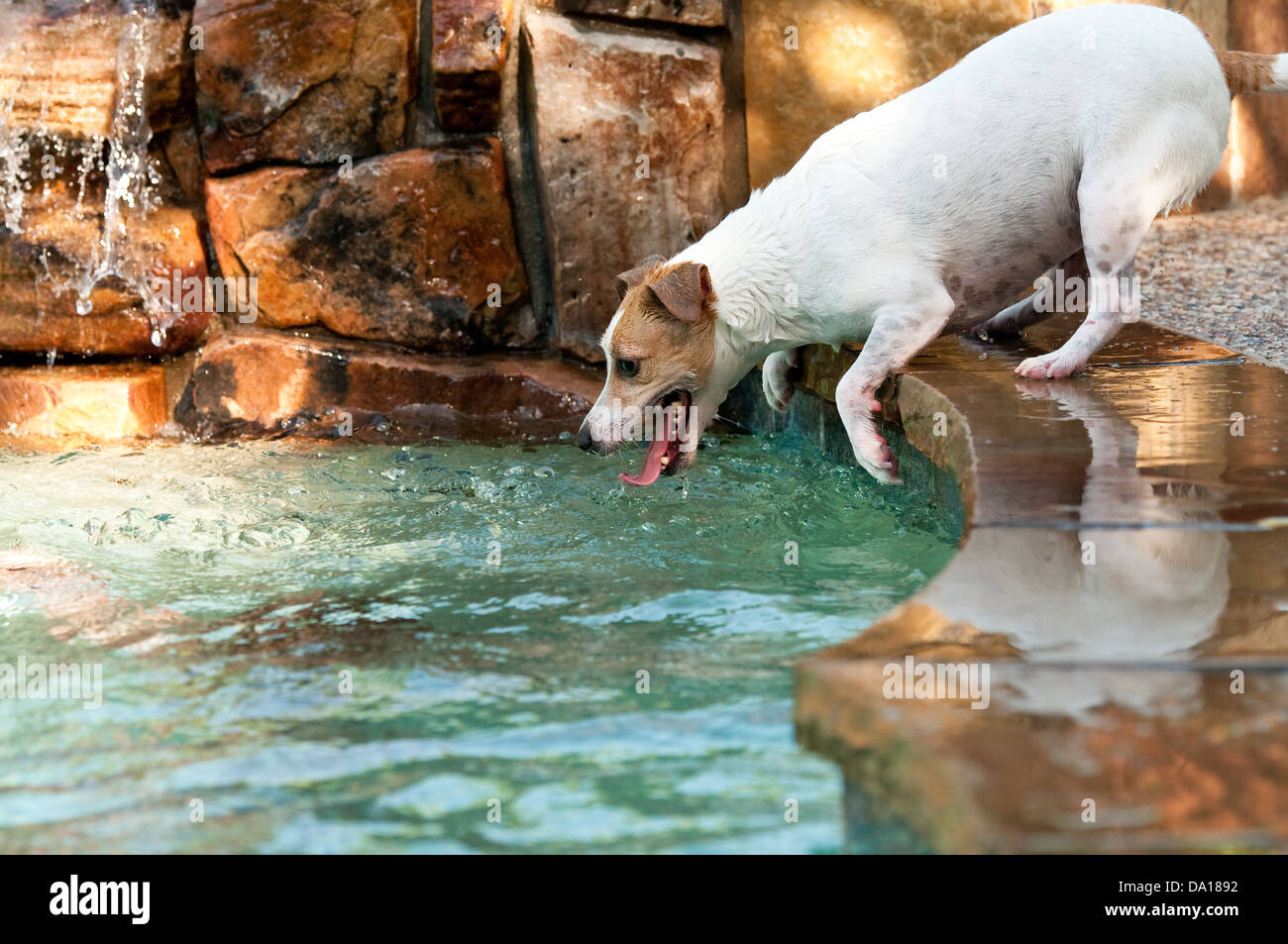 Do Jack Russells Like To Swim