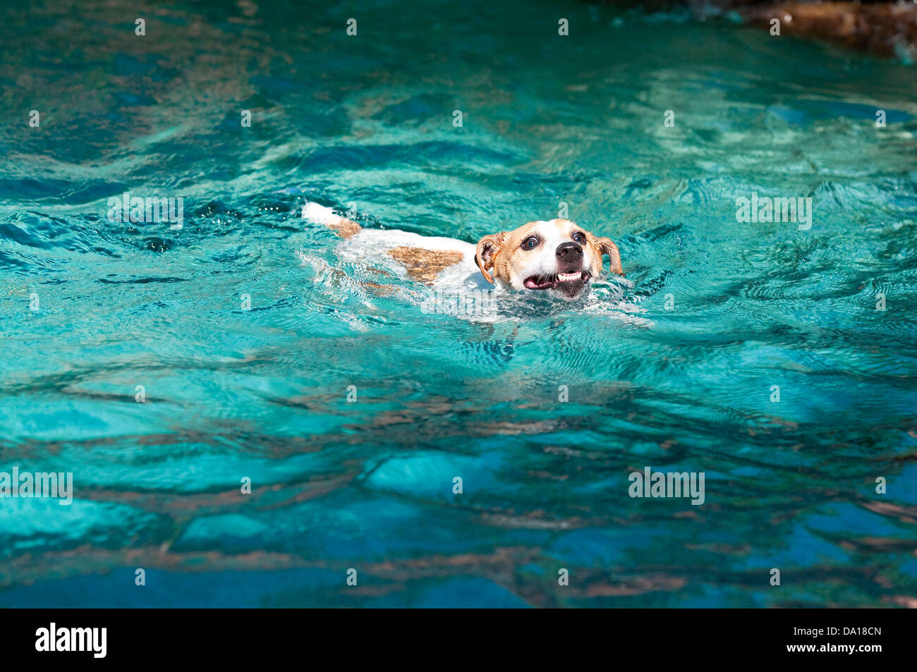 Jack Russell terrier dog swimming in aqua blue pool Stock Photo - Alamy