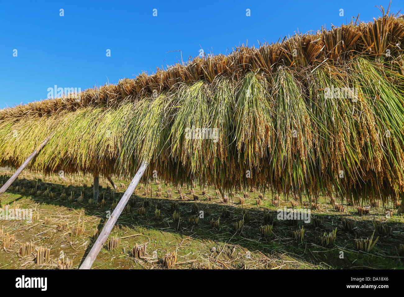 Rice ears drying Stock Photo - Alamy