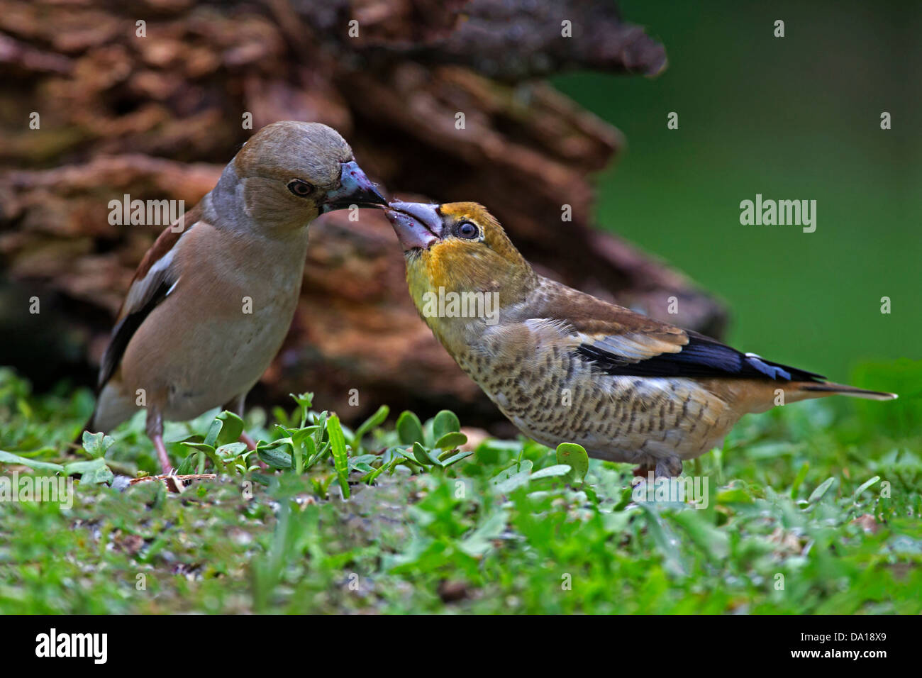 Female hawfinch feeding juvenile Stock Photo - Alamy