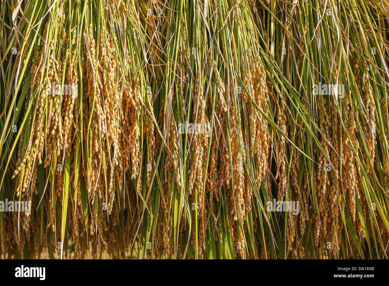 Rice ears drying Stock Photo - Alamy