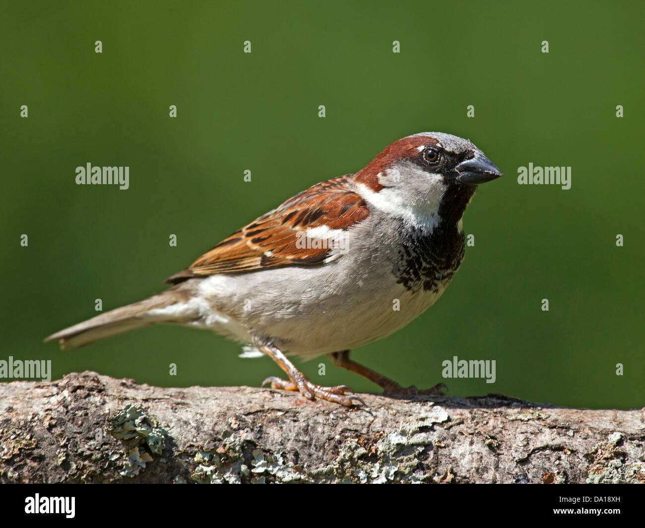 Male house sparrow perched on branch Stock Photo - Alamy